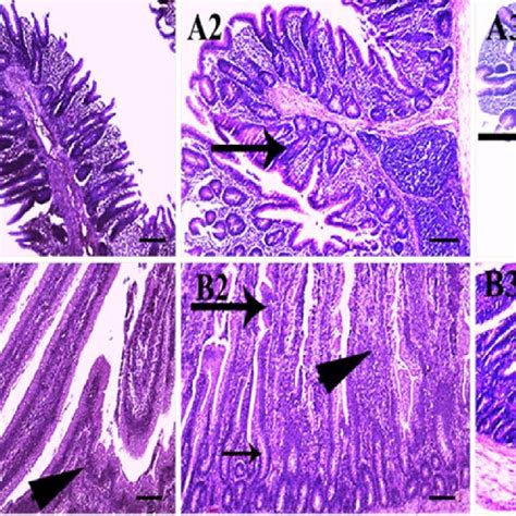 Photomicrograph Of Liver A And Skeletal Muscle B Of Broiler Download Scientific Diagram