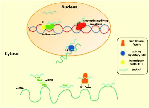Noncoding RNA Mechanisms Of Action Download Scientific Diagram