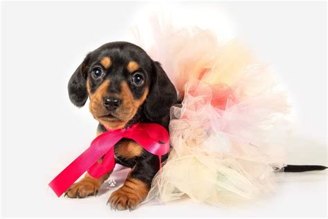 Dachshund Toowoomba Petsforhomes