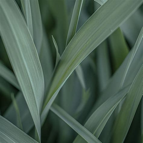 무제한 다운로드가 가능한 레이어드 잔디 고품질 Ai 스톡 이미지 Midjourney 프롬프트 및 설정 보기 Oksuro