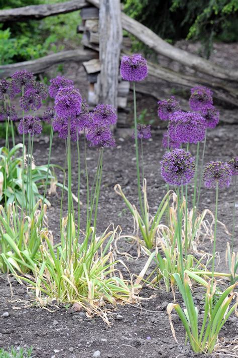 Allium Aflatunenense Amaryllidaceae Image 31842 At