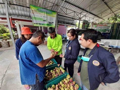 ชาวสวนมังคุดนครศรีธรรมราชขอบคุณพาณิชย์จังหวัด กรมการค้าภายใน นำผู้ประกอบการซื้อถึงที่