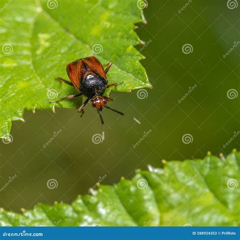 Mirid Bug Deraeocoris Ruber Stock Image Image Of Mirid Green 288924353