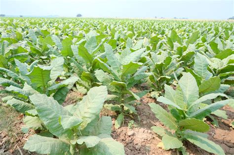 ទំព័រដើម អគ្គនាយកដ្ឋានវិទ្យុជាតិ