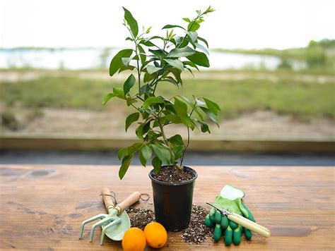 Mini Meyer Lemon Tree