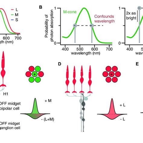 Color Coding Receptive Fields Of The Primate Retina A The