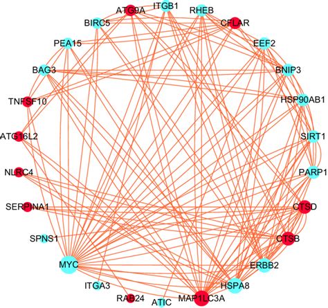 Protein Protein Interactions Ppi Analysis The 28 Deargs Red And Blue Download Scientific