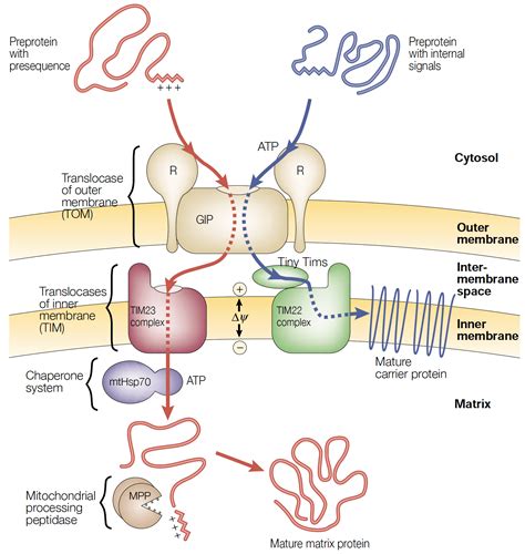Tomm40 The Two Main Pathways Of Protein Import Into Mitochondria Ad