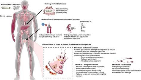 Proposed Mechanisms Of PFAS Action Pertaining To The Male Reproductive Download Scientific