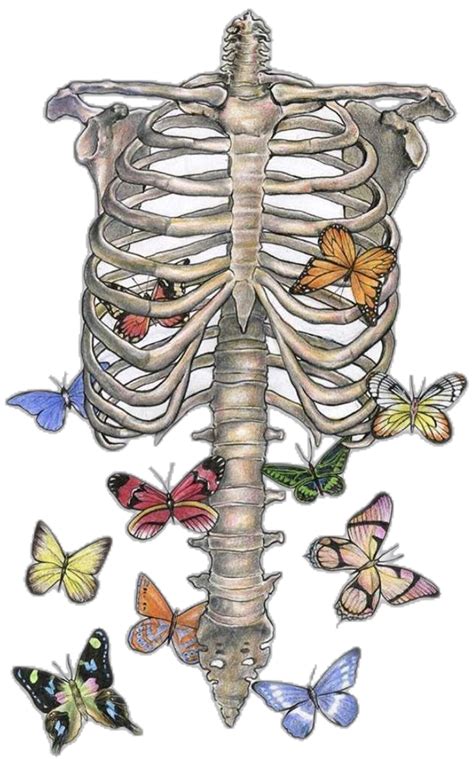 Skeleton Drawing With Butterflies Anatomical Butterfly Ribs With