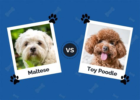 Toy Size Maltese