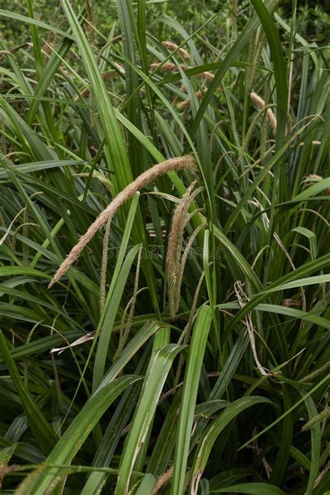 Carex Pendula Grass In Bloom Stock Image Image Of Woodland Leaf