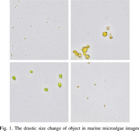 Figure 1 From Efficientnet Yolov5 Improved Yolov5 Based On