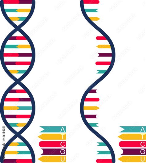 Dna And Rna With A T C G U Dna And Rna Icon Pack Vector De Stock Adobe Stock