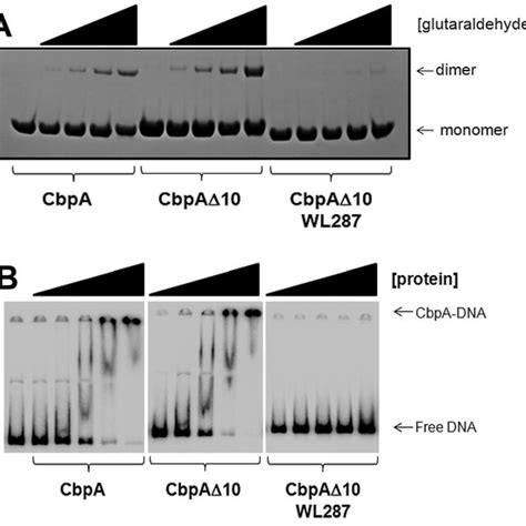 Dimerization And Dna Binding Download Scientific Diagram