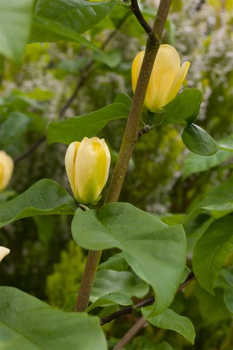 Magnolia Yellow Bird Magnolia Yellow Bird