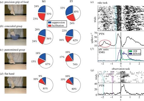Mirror Neuron Activity In Different Behavioural Contexts Ad The