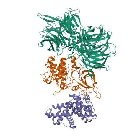 Rcsb Pdb 8buh Structure Of Ddb1 Bound To Wx3 Engaged Cdk12 Cyclin K