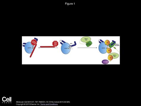 Xiang Chen, Kylie J. Walters Molecular Cell - ppt download