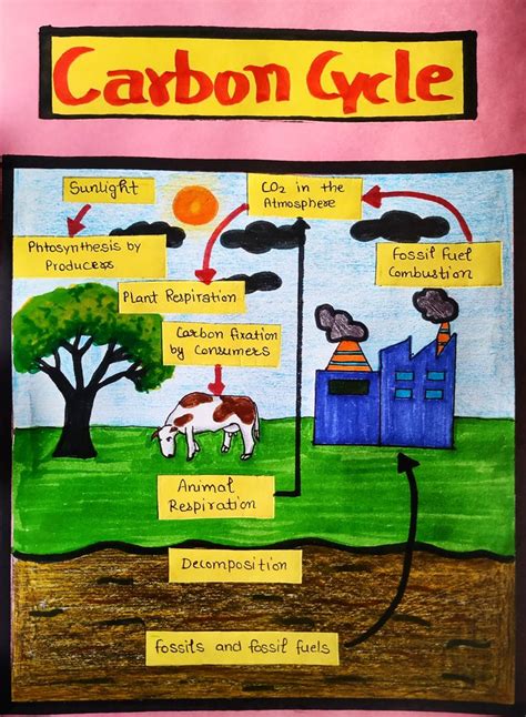 Carbon Cycle Biology Study Carbon Cycle Life Science Biography Projects