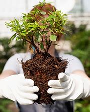 Roles Of Mycorrhizal Fungi In Plant Health Ecosystem Balance