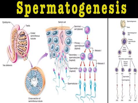 Spermatogenesis Convertedpdf