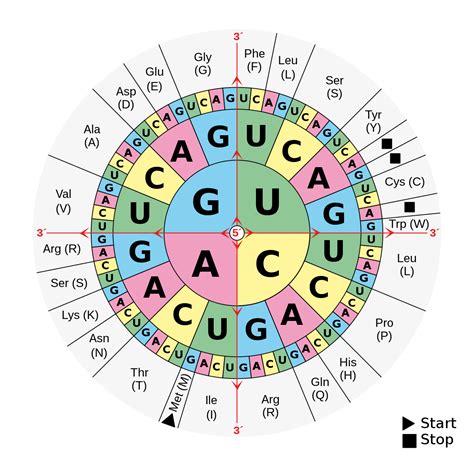 Mrna Codon Chart Practice Review 9th 12th Grade Flashcard Wayground