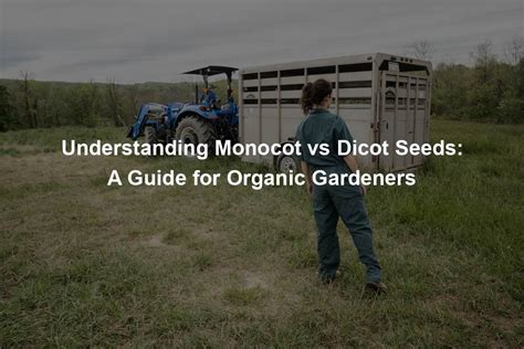 Understanding Monocot Vs Dicot Seeds Organic Seed Finder