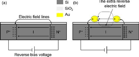 Reverse Bias I V Characteristics Of Si Based LEDs With And Without Au Download Scientific