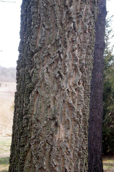 Common Hackberry Illinois Pollinators