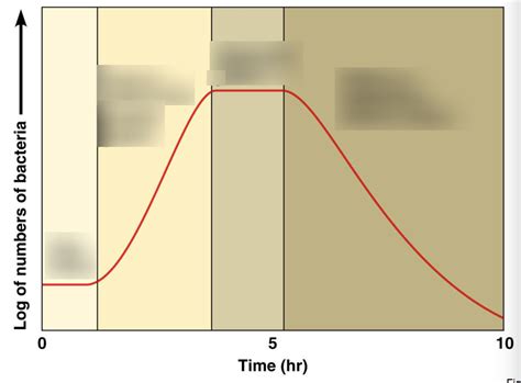 Bacterial Growth Graph Diagram Quizlet