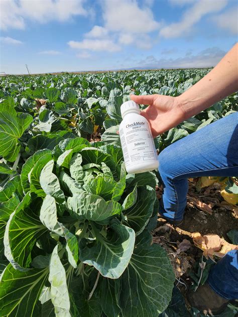 CheckMate DBM F Flexible Spray Timings For Diamondback Moth Control