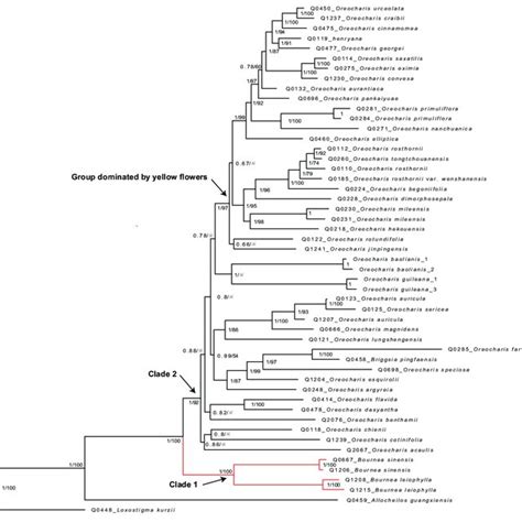 the bayes inference bi and maximum likelihood ml tree inferred from