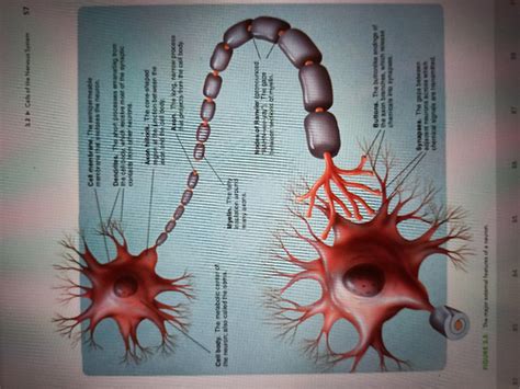 Nervous Sensory System Flashcards Quizlet