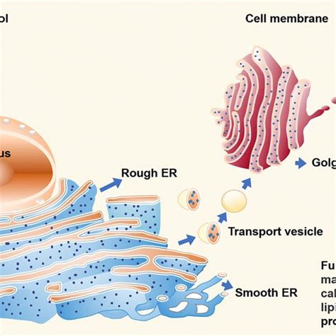 Er Structure And Function Rer And Ser And Their Functions Download Scientific Diagram