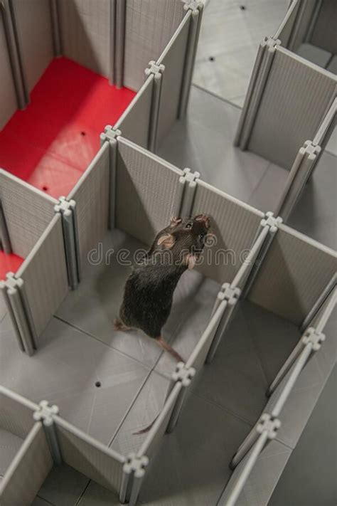 Discover The Pythagorean Theorem With Vibrant Wooden Cubes