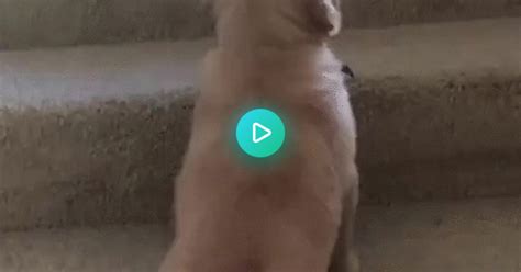 Aw He Is Scared Of Cats  On Imgur