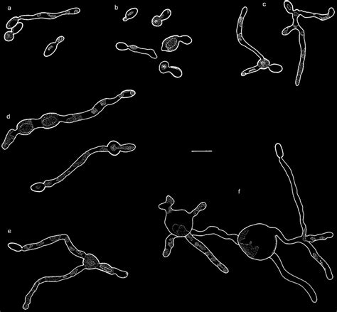 Spore Germination And Development Of Young Mycelium In R Roseolus Download Scientific Diagram