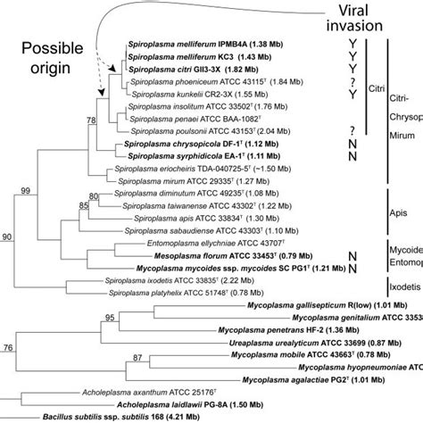 —phylogenetic Distribution Pattern Of Homologous Gene Clusters The