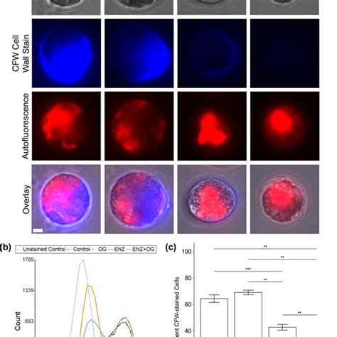 Fluorescence Based Characterization Of Cell Wall Download Scientific Diagram
