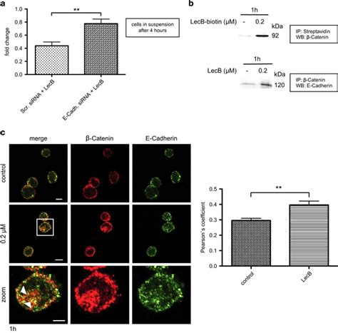 Lecb Strengthens The Formation Of E Cadherinβ Catenin Complexes A