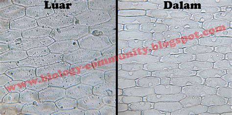 Sel Tumbuhan Sebelum Plasmolisis Sesudah Plasmolisis Riset