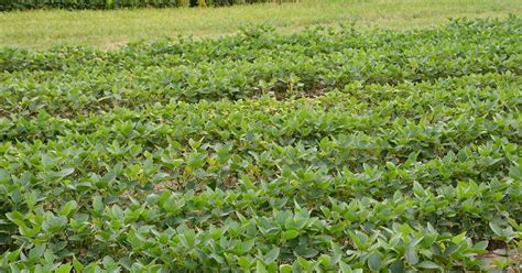 soybean yield modeling makes ‘what if games real innerplant