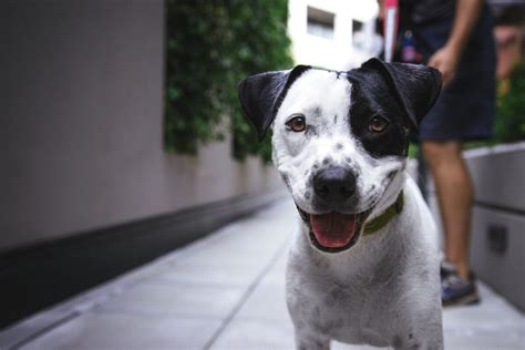 Conheça 5 Doenças Que Os Animais Transmitem Aos Humanos