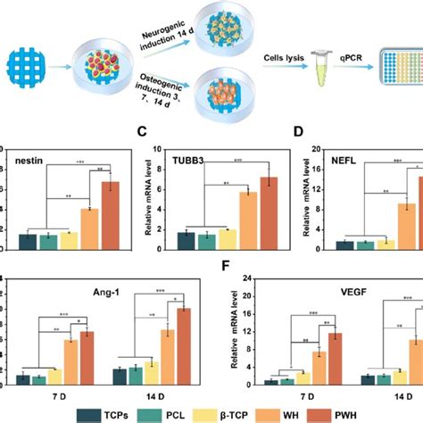 Neurogenic And Angiogenic Differentiation Of Bmscs Cultured On Various Download Scientific