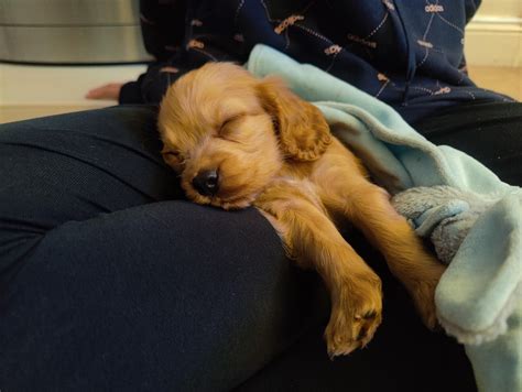 Advice On New Cocker Pup Rdogadvice