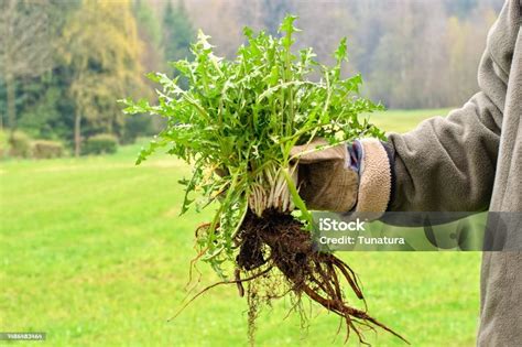 정원사는 잡초 뭉치 큰 뿌리 시스템을 가진 민들레 식물을 들고 있습니다 잡초 제거에 대한 스톡 사진 및 기타 이미지 잡초