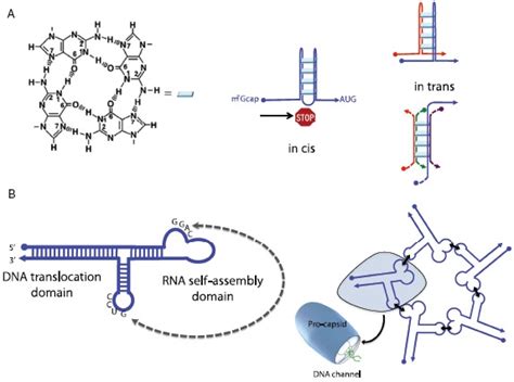 Rna Multimerization A Structure Of G Quadruplexes And Hypothetical Functions For Their Roles