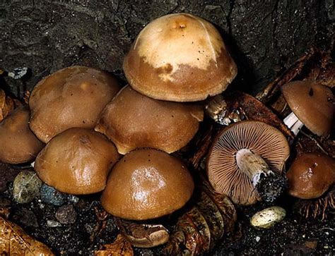 Psathyrella Spadicea