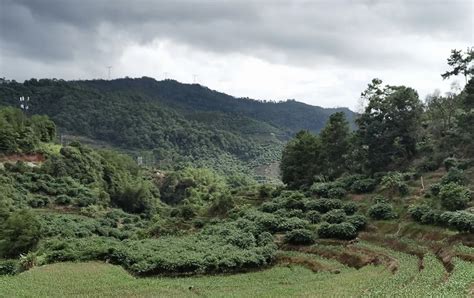 走基层 看振兴丨思茅莲花村：甜龙竹笋种植 种出甜日子澎湃号·政务澎湃新闻 The Paper